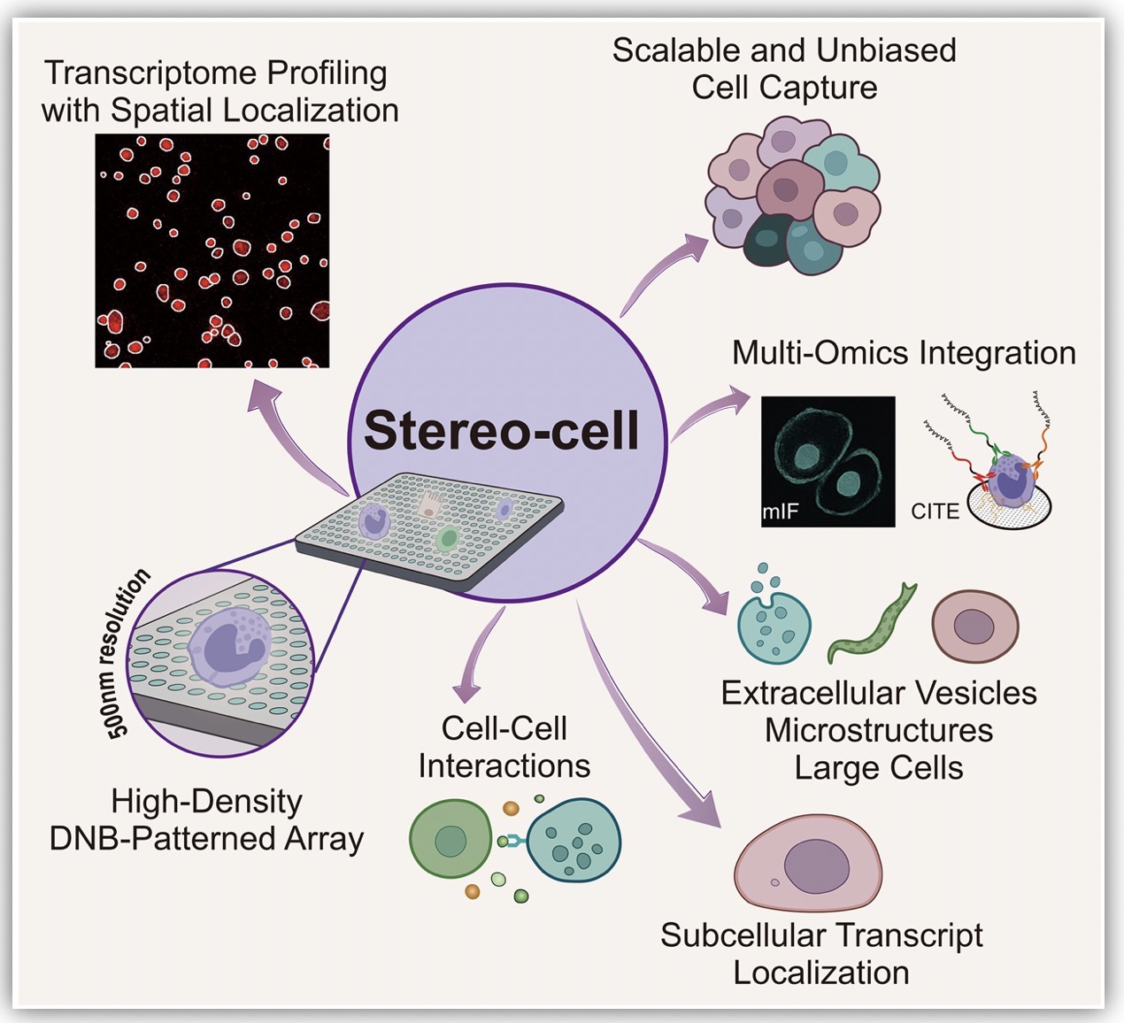 Stereo-cell 技术开启生命解析“立体时代”_产研院科协网站